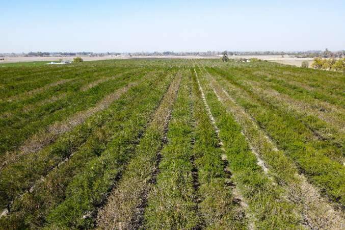 0 Lacey Boulevard, Lemoore, CA 93245 | MLS# 225153537 | Christie's ...